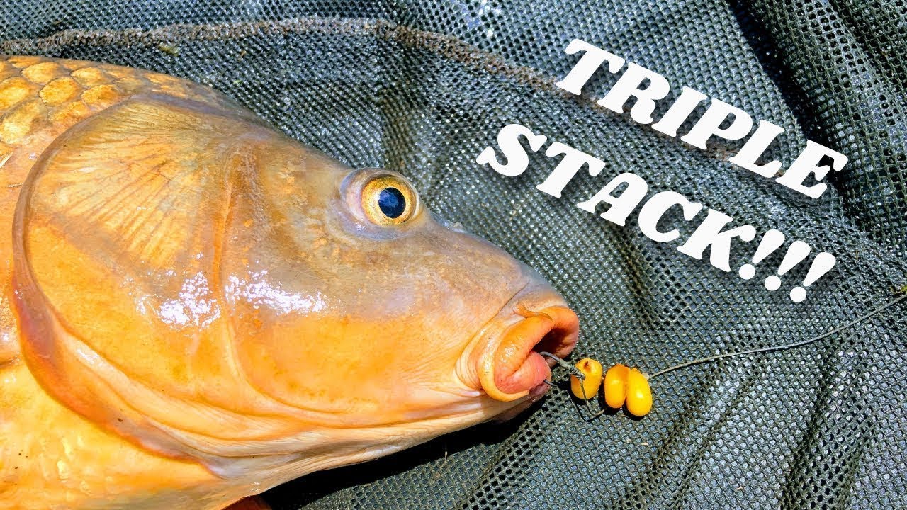 British Karen Angry At Carp Fishing (Reaction) - YouTube