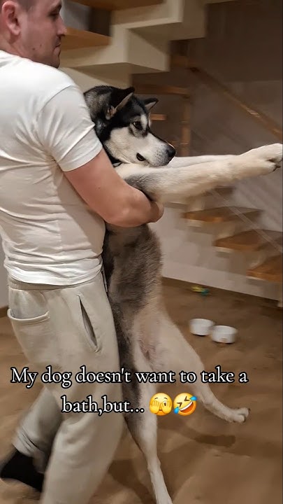 When your dog doesn't want to take a bath 🤣 #dog #bathtime #funny #shorts #viralvideo #subscribe ...