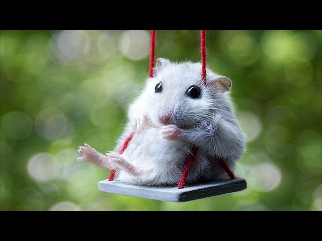 Cute Rodent