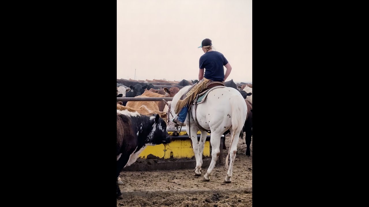 AKA IMA BOOGIE STAR vid 2 LOT 18 @billingslivestockcommissio3747 - YouTube