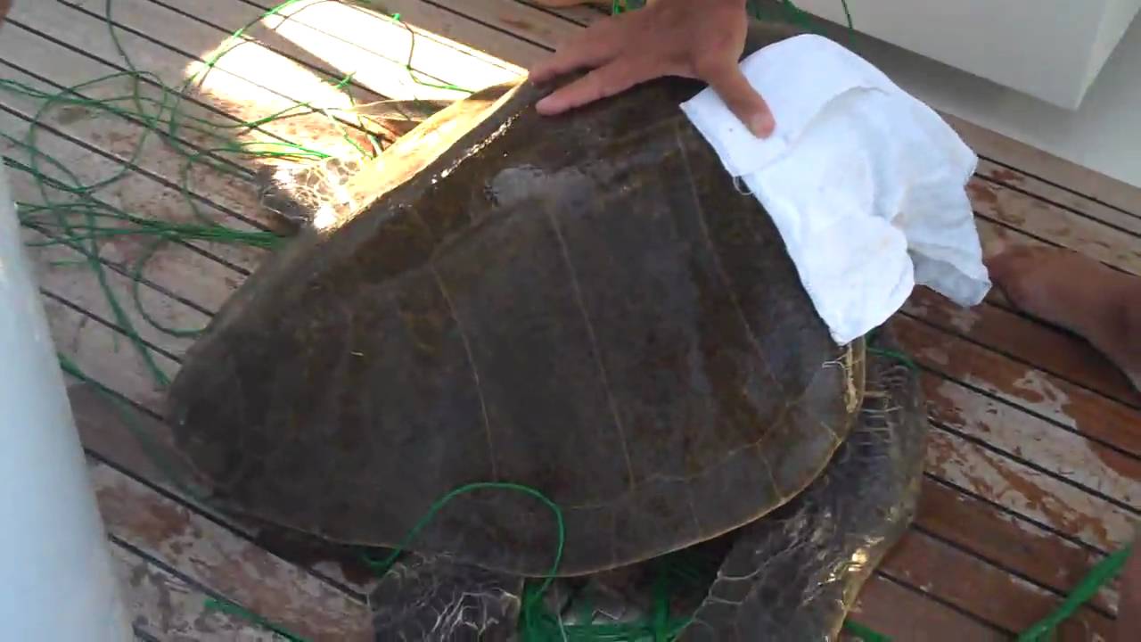 TURTLE RESCUE FROM LONGLINE GEAR - YouTube