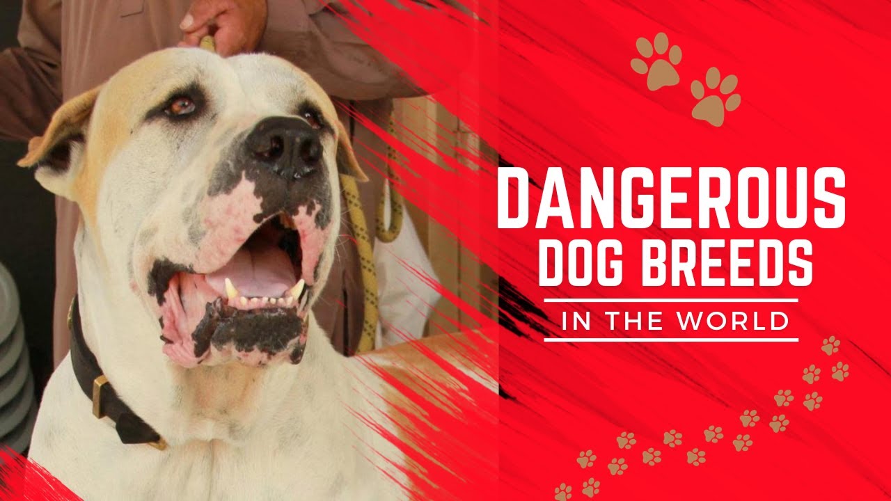 Top 6 Deadly Dog Breeds in the World - YouTube