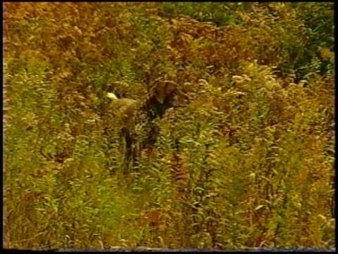 Pheasant Hunting Preserve, Michigan, Pheasant Hunts, Partridge Hunting ...