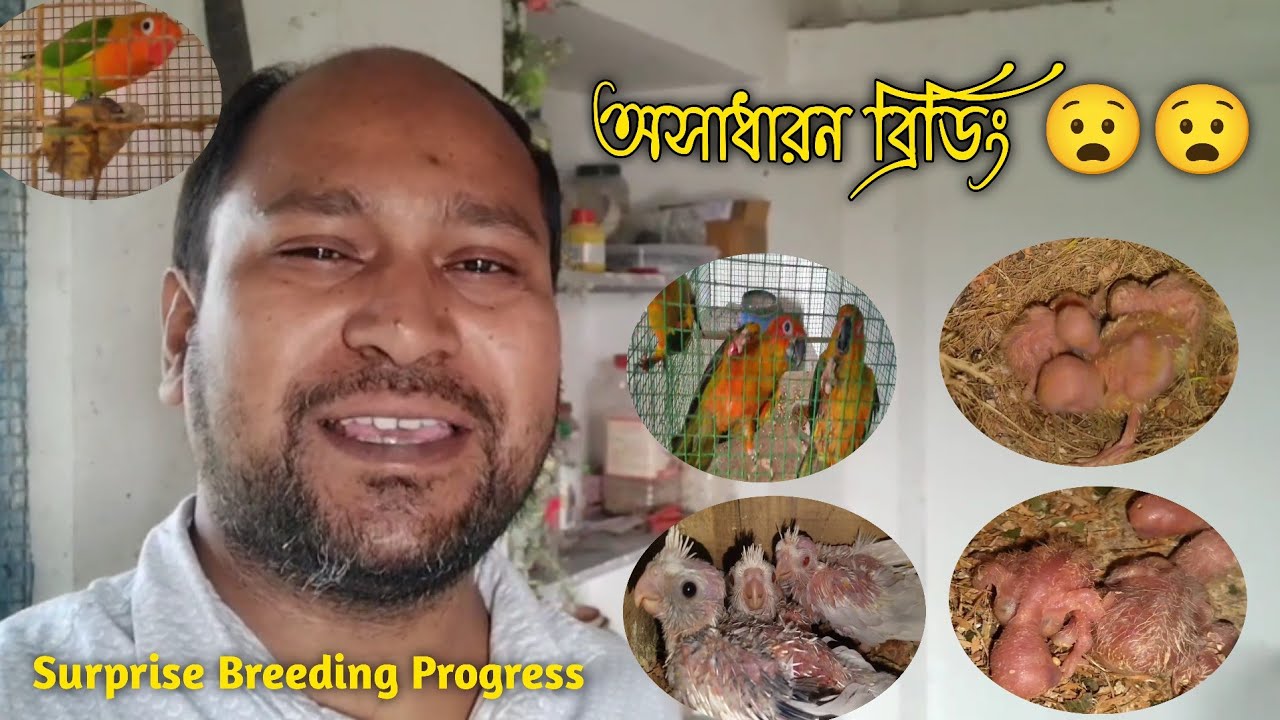 Exploring Bird Breeding Progress in 2024-25 - YouTube