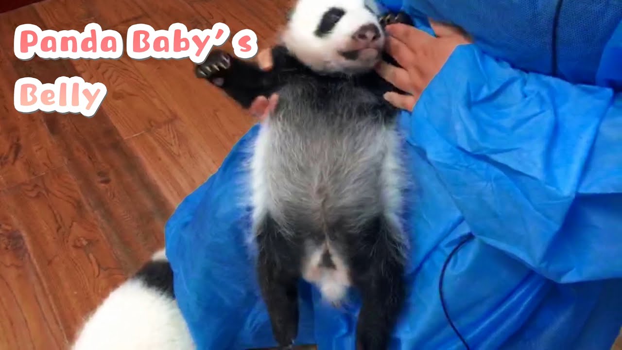 What Does Panda Baby’s Belly Look Like? | iPanda - YouTube