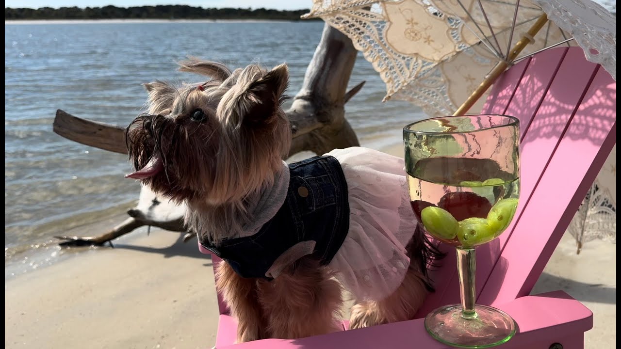 Happy Sunday with my Yorkie on the beach - Happy Dog - YouTube