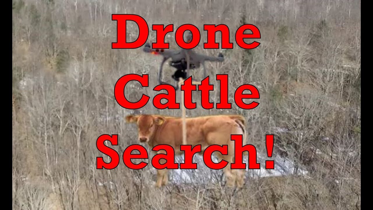 Drone Search for Missing Cattle! Found! - YouTube
