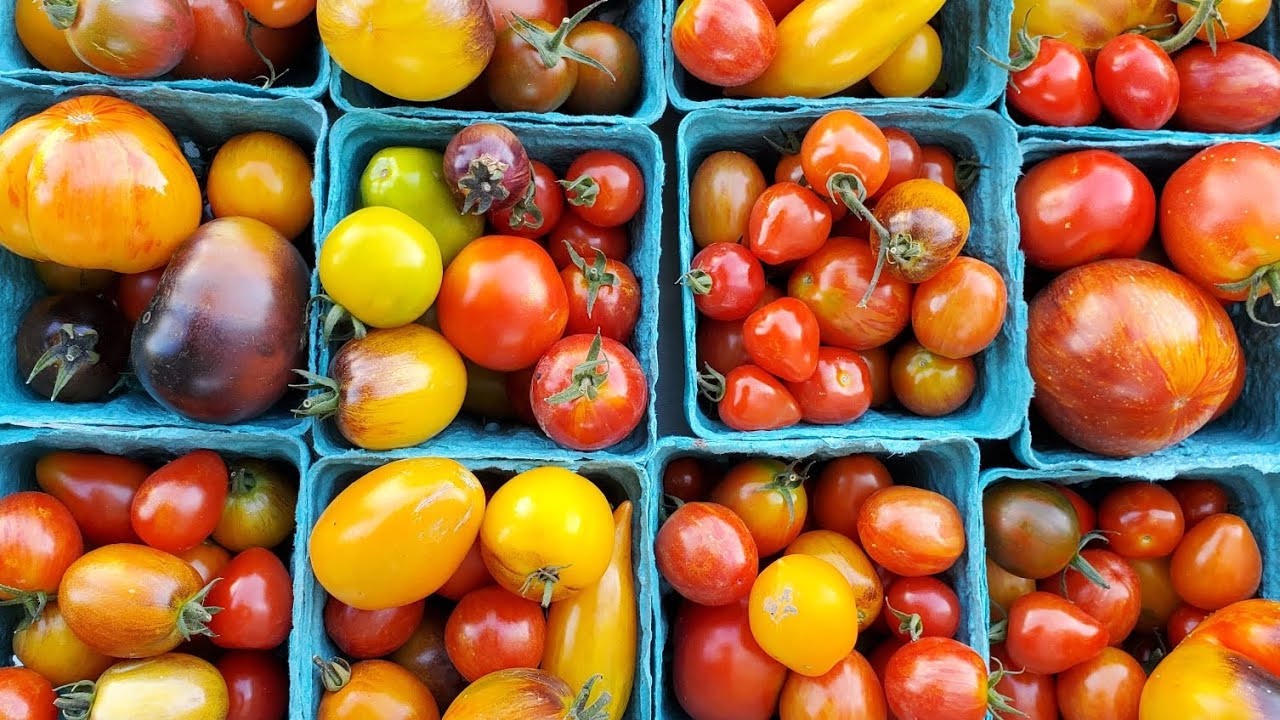 Tomato reviews, this week Alice's dream - YouTube