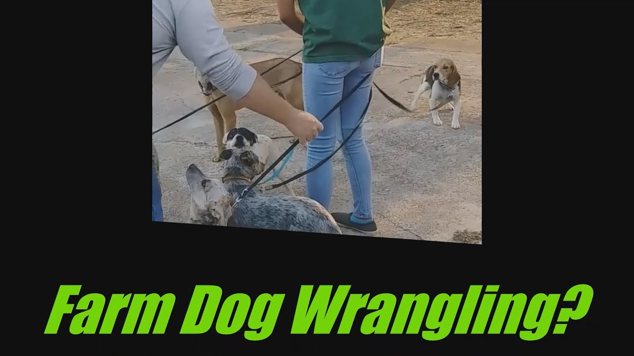 Dog wrangling - YouTube
