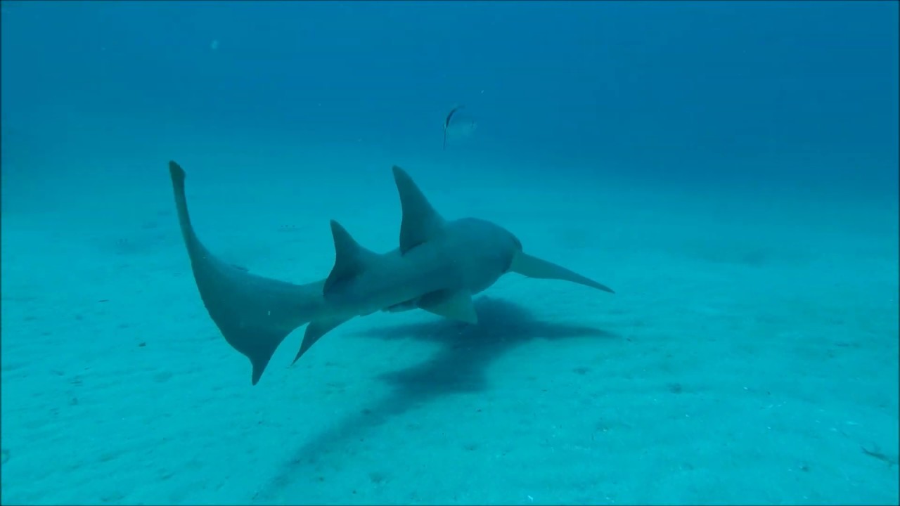 Chasing Sharks on the Capt Tony and the Budweiser (June 2019) - YouTube