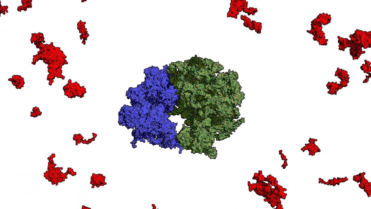 [DIAGRAM] Diagram Of 80s Ribosomes - MYDIAGRAM.ONLINE
