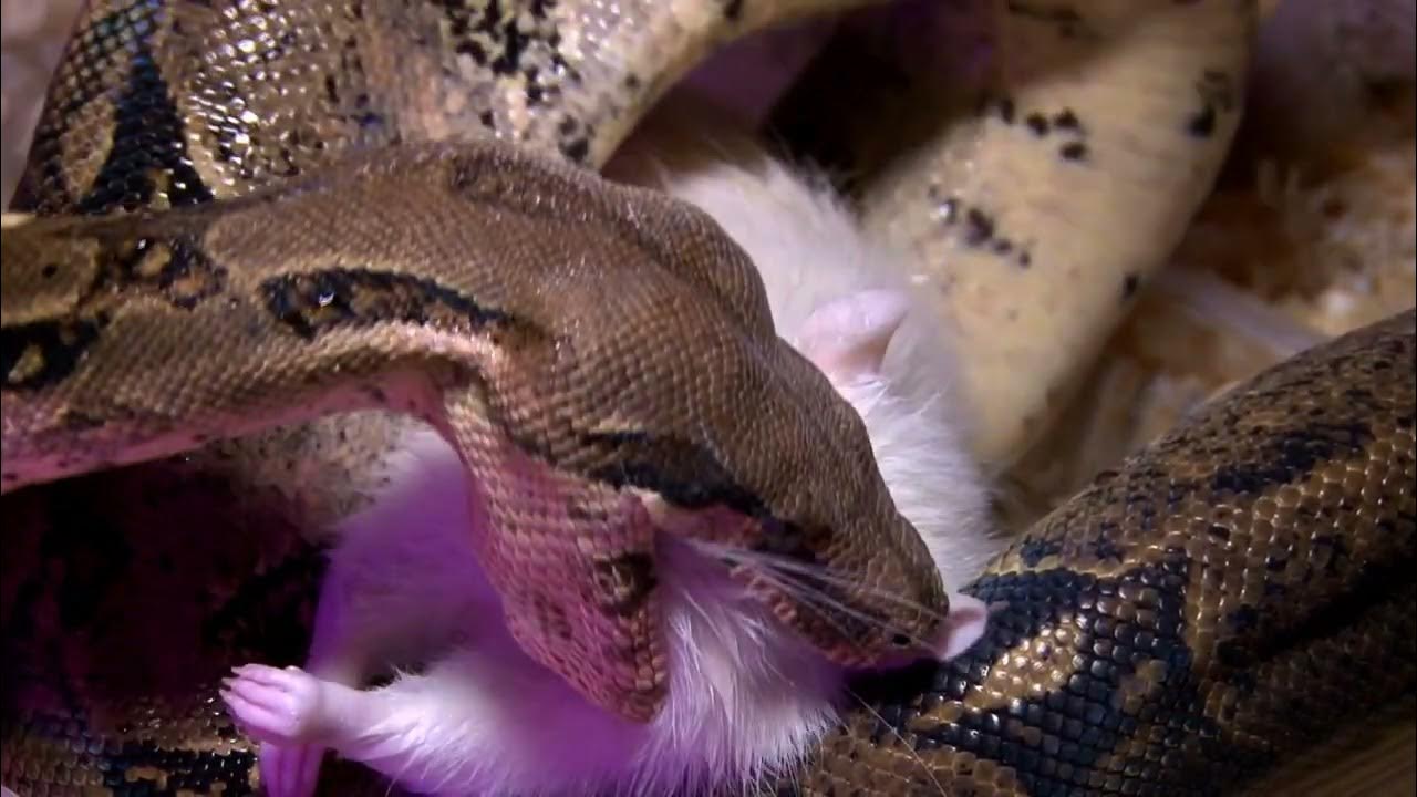 Snake 🐍🐍 eating 🐇 Rabbit 🙆🙆 - YouTube