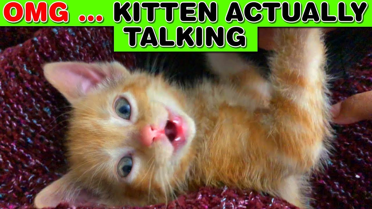 Kitten Trying To Talk - Mimi Kitten Channel - YouTube
