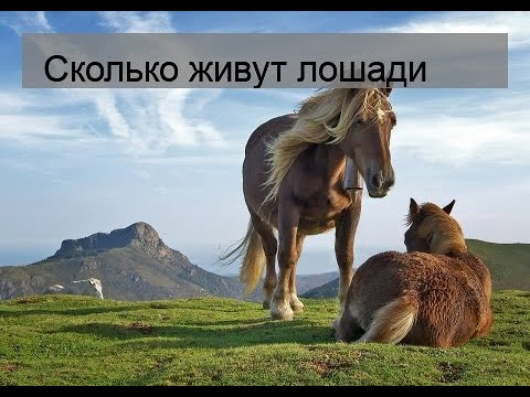 Сколько живут лошади - YouTube