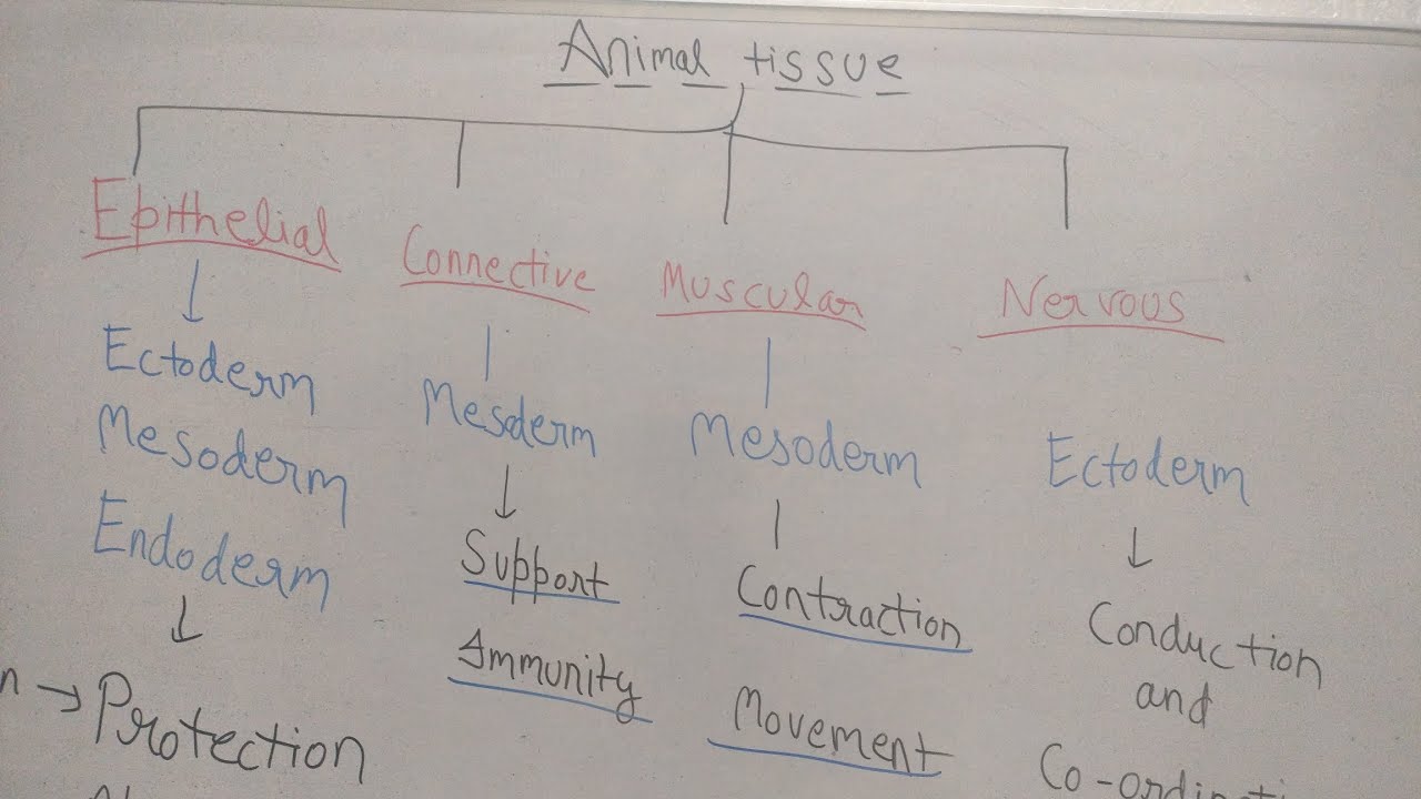 Animal tissue { types, function, examples} easiest explanation - YouTube