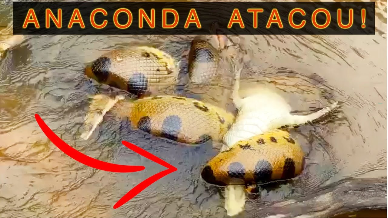Sucuri GRANDE Comendo Jacaré!!! - YouTube