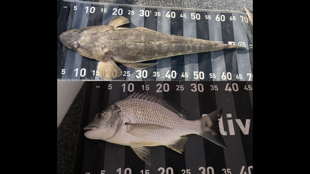 Catching Flathead and Bream Fishing Lake Macquarie - YouTube