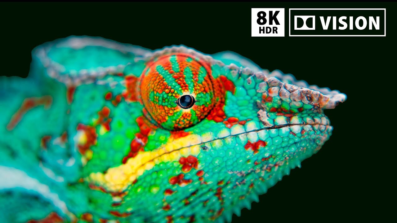 8K HDR Beautiful Lizards Reptile | Dolby Vision - YouTube
