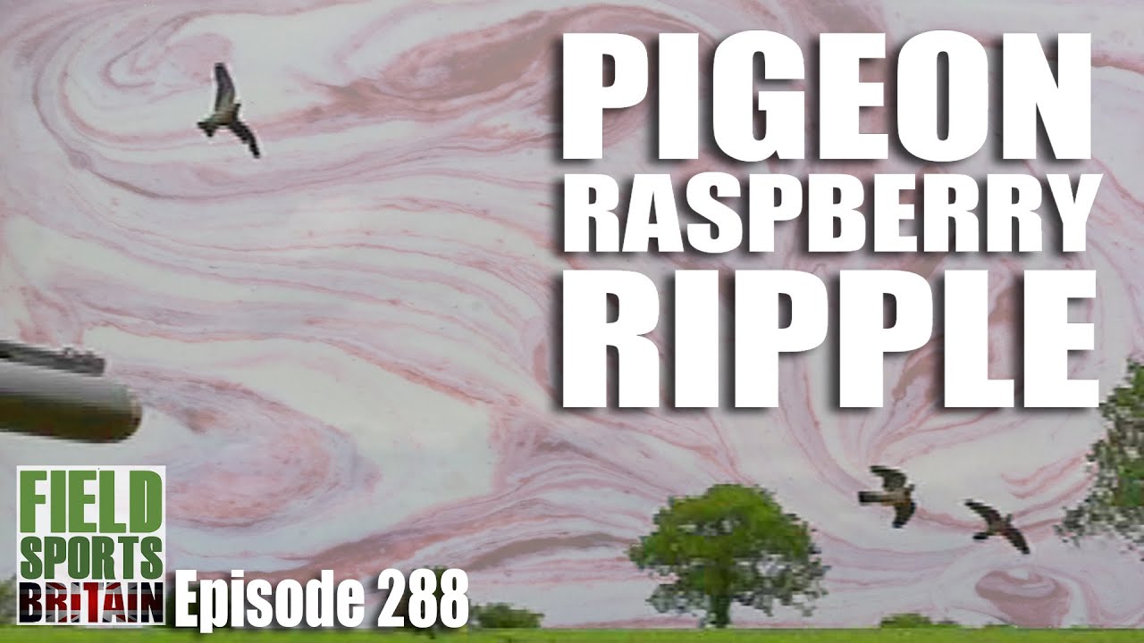Fieldsports Britain - Pigeon Raspberry Ripple - YouTube
