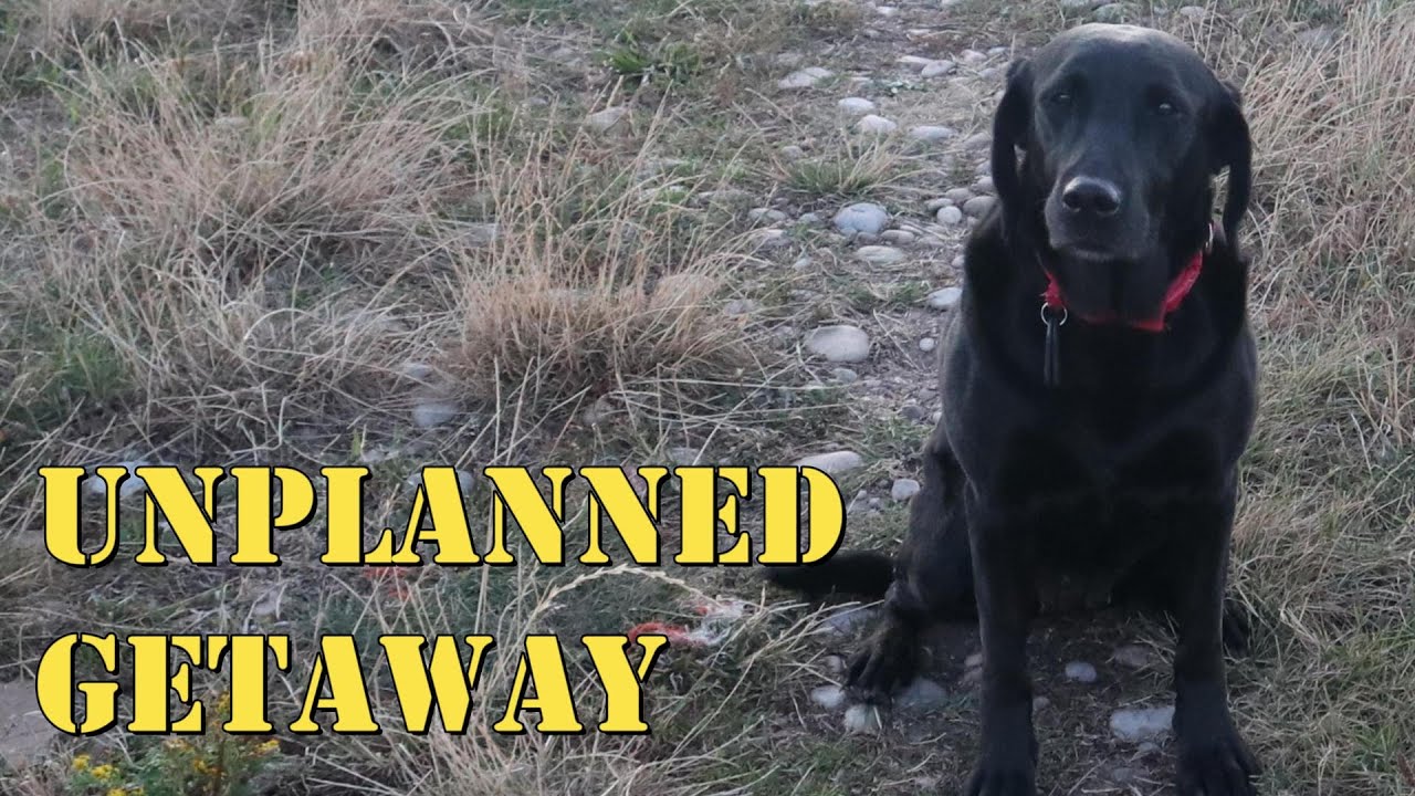 You Won't Believe What We Saw on Our Walk! - YouTube