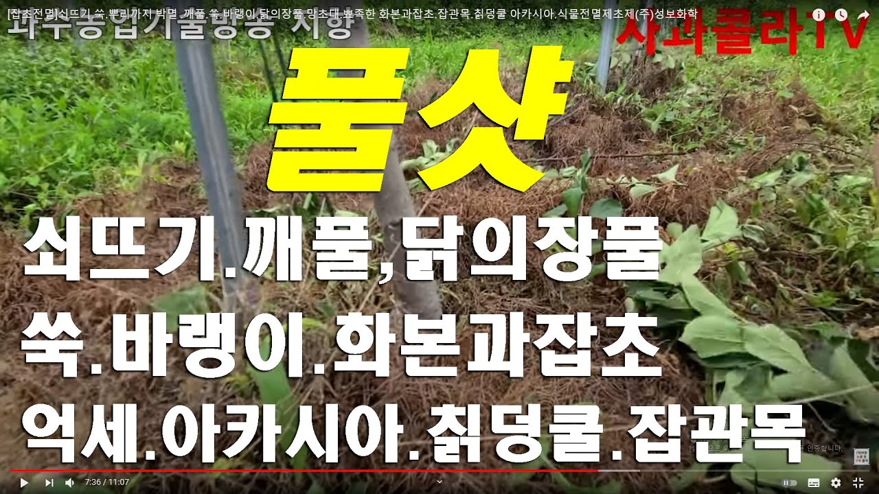 잡초전멸 잘 죽는 풀약쇠뜨기쑥뿌리까지 박멸 깨풀쑥바랭이닭의장풀망초대뾰족한 화본과잡초잡관목칡덩쿨 아카시아식물전멸제초제주성보화학 Youtube