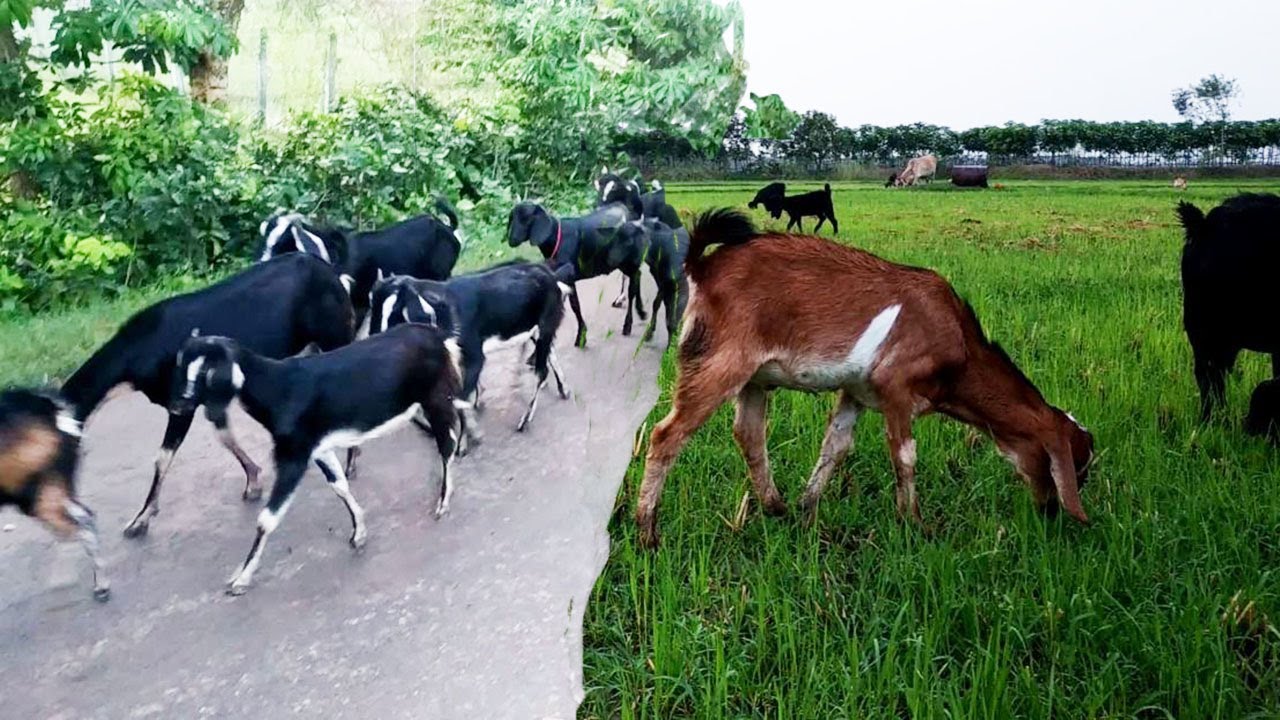 How the Bangladesh village goats are being fed in the open field ...