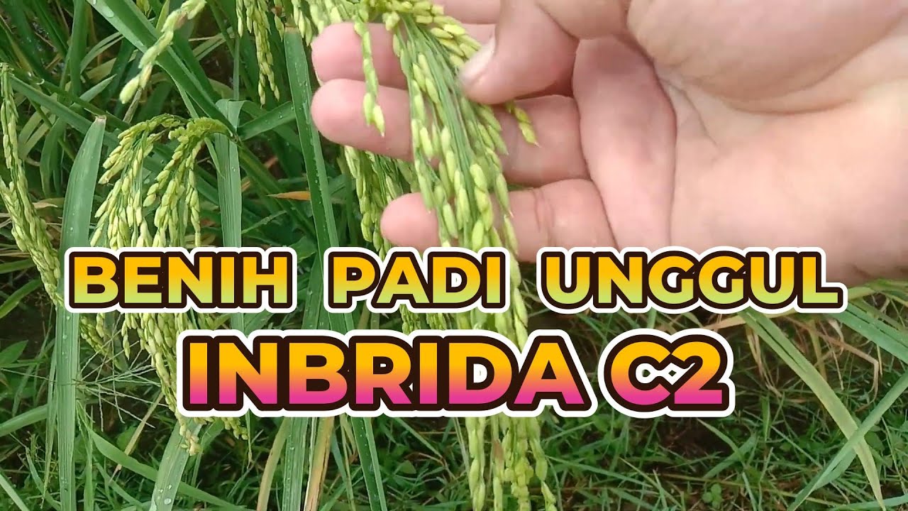 Kelebihan dan Karakteristik Padi Inbrida C2 - Benih Unggul Inbrida C2 ...