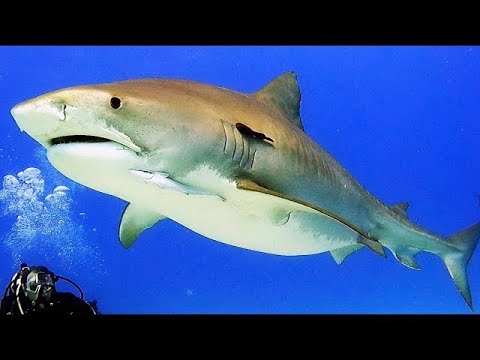 Ten Passes with Freckles the Tiger Shark - YouTube