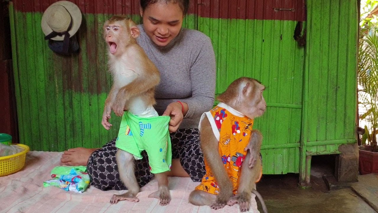 Obedient small monkey Yoko standing for mom wear new cloth /Koko&Yoko ...