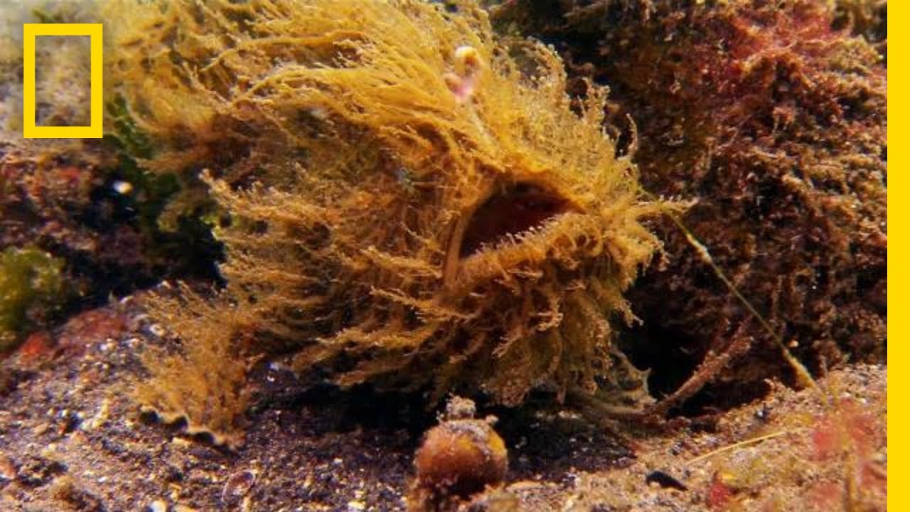 Frogfish or Seaweed...Who's to Say! | National Geographic - YouTube
