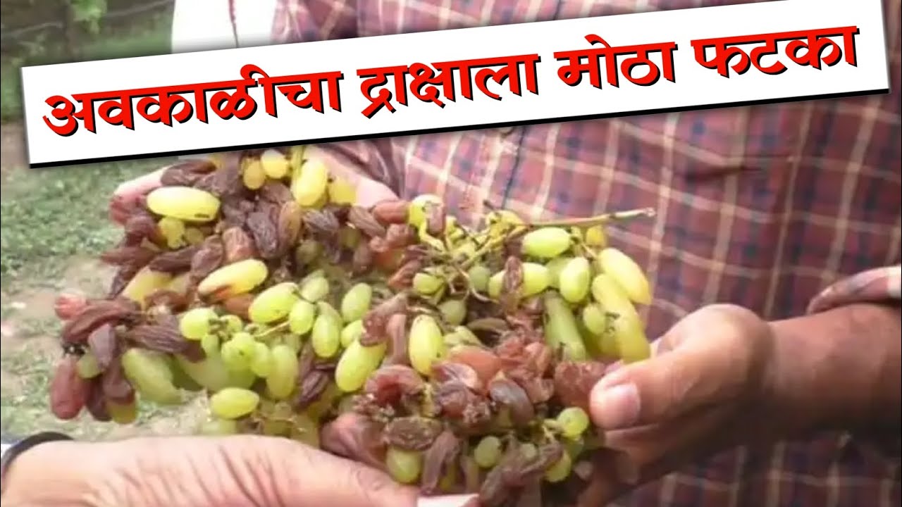 Famous Grapes Farming in Maharashtra India|Angur ki kheti in marathi ...