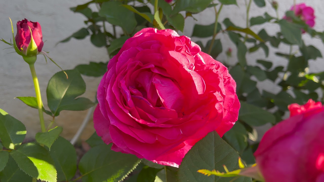 Hybrid Tea Rose - Grande Dame - YouTube