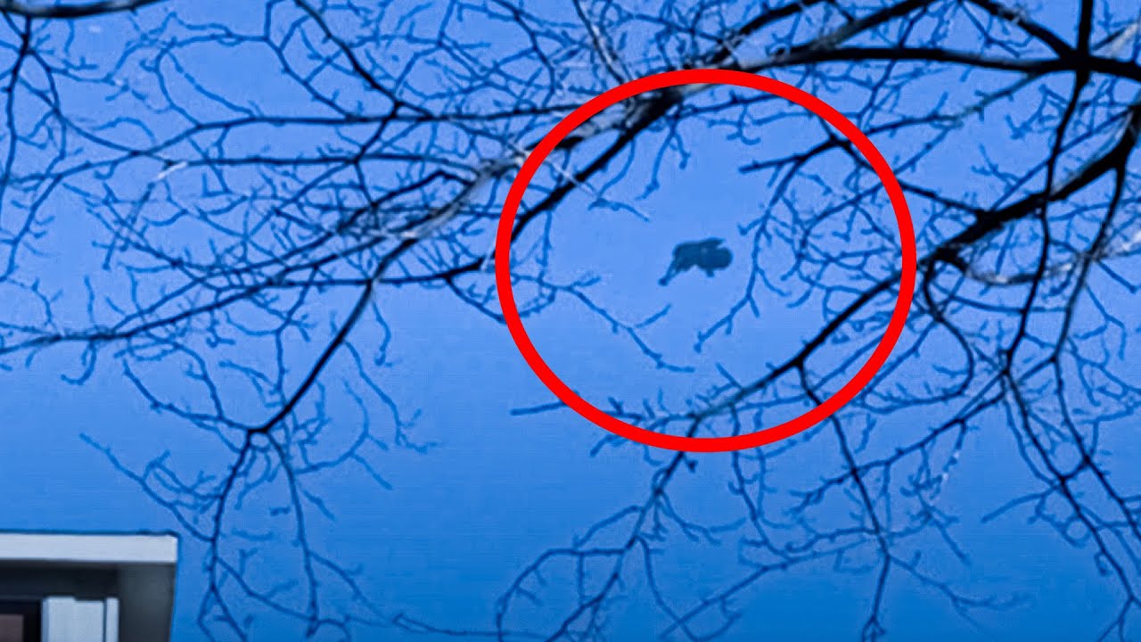 10 Mysterious Creatures Caught On Camera That Will Freak You OUT! - YouTube