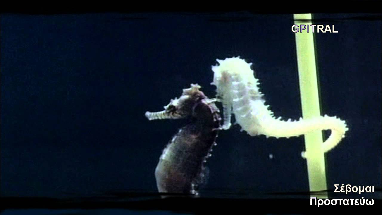 ο ιππόκαμπος the hippocampus - YouTube