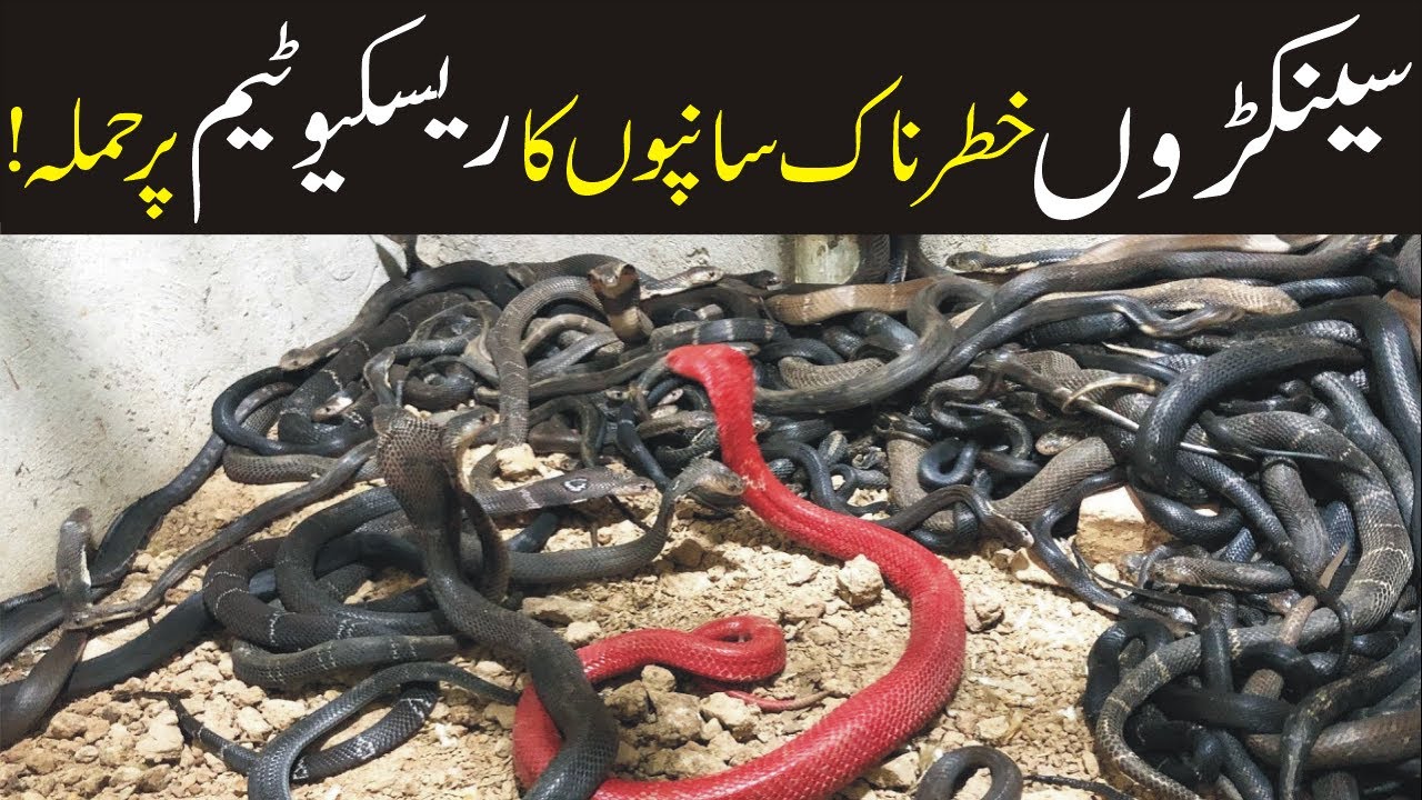 WORLD BEST SNAKE VIDEO | Hundreds Of Dangerous Snakes Attack On ...