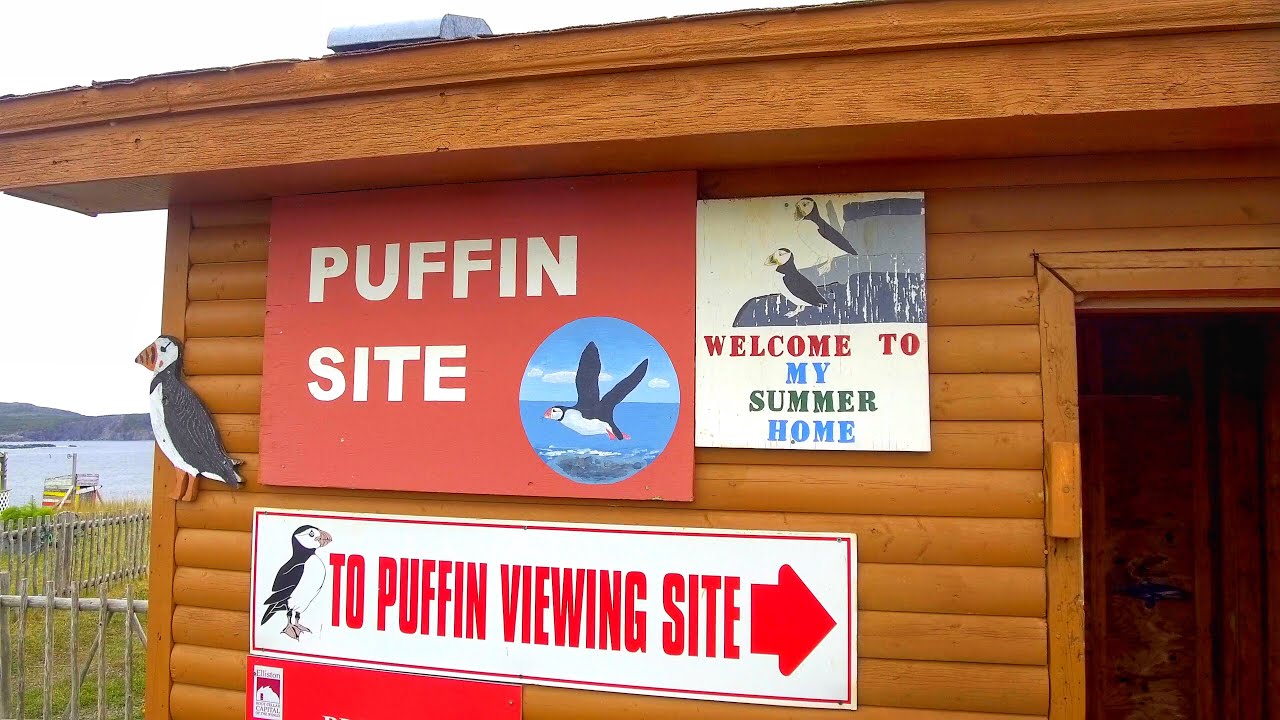 Much Ado About Puffins (Elliston, Newfoundland) - YouTube