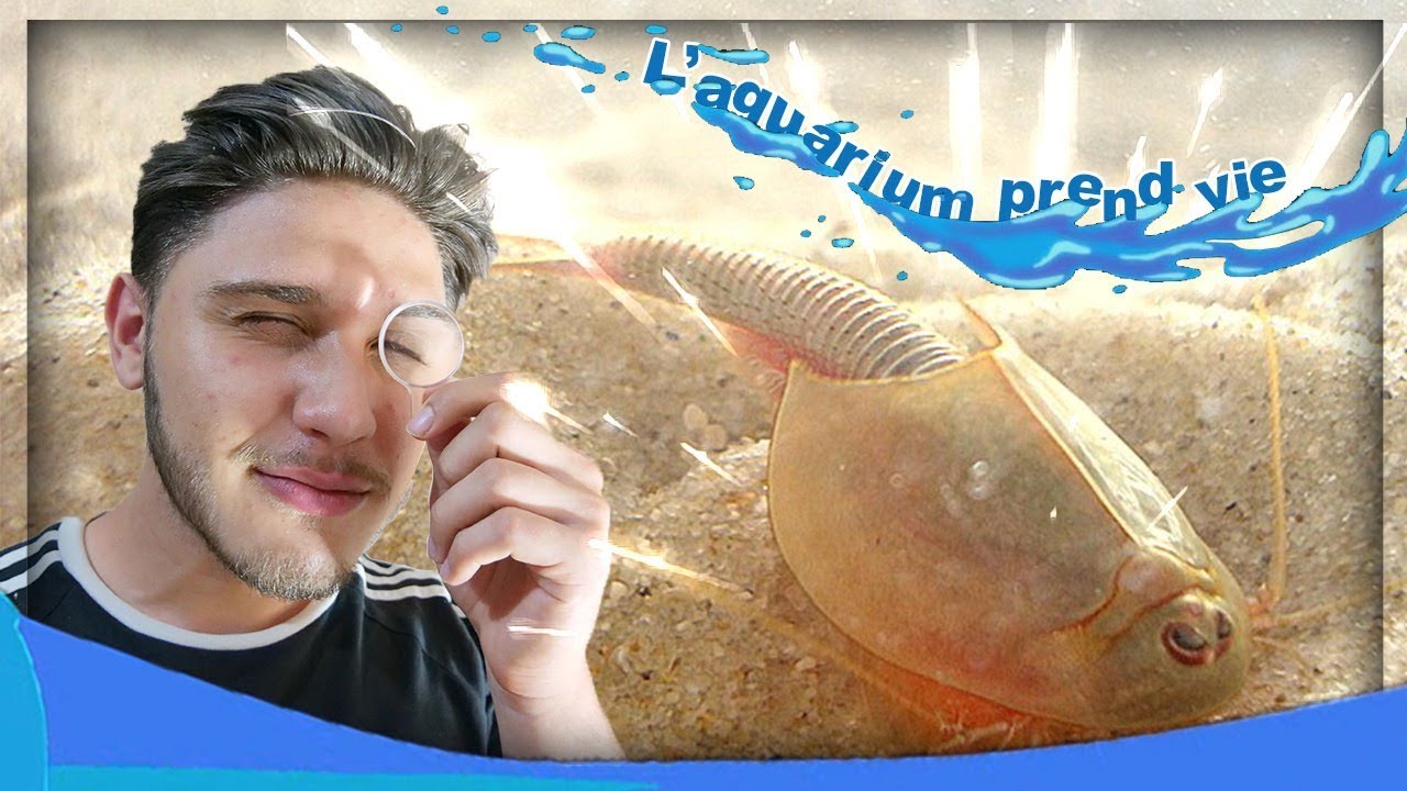 TRIOPS: L'aquarium prend vie ! - YouTube
