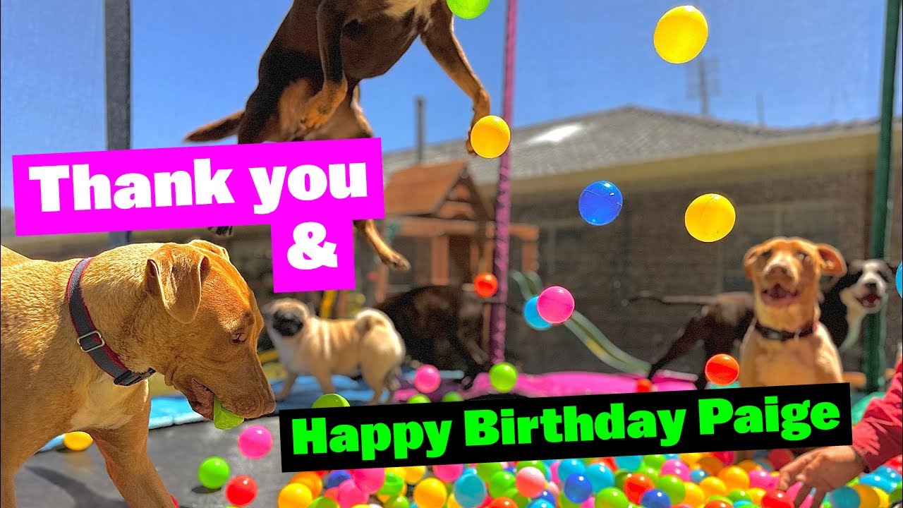 Rescue Dogs Playing in Ball Pit on Trampoline and Mail Opening for the ...