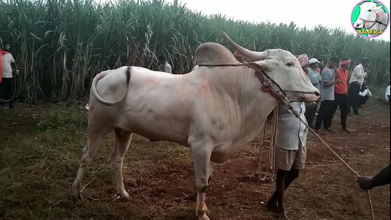 || Jabardast Khillar Racing Bull of Modekop || - YouTube
