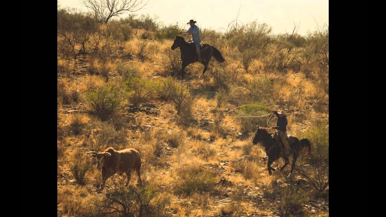 Wild Cow Hunt Display - YouTube