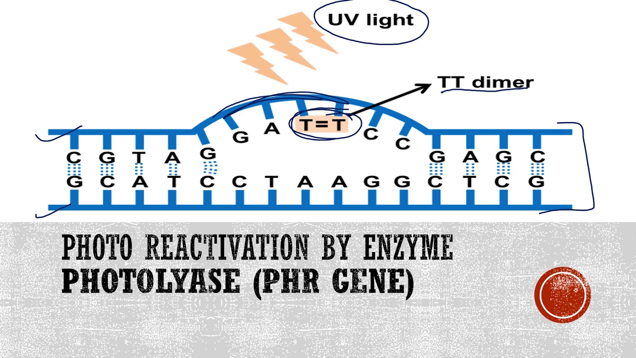 Photoreactivation or Light repair of DNA - YouTube