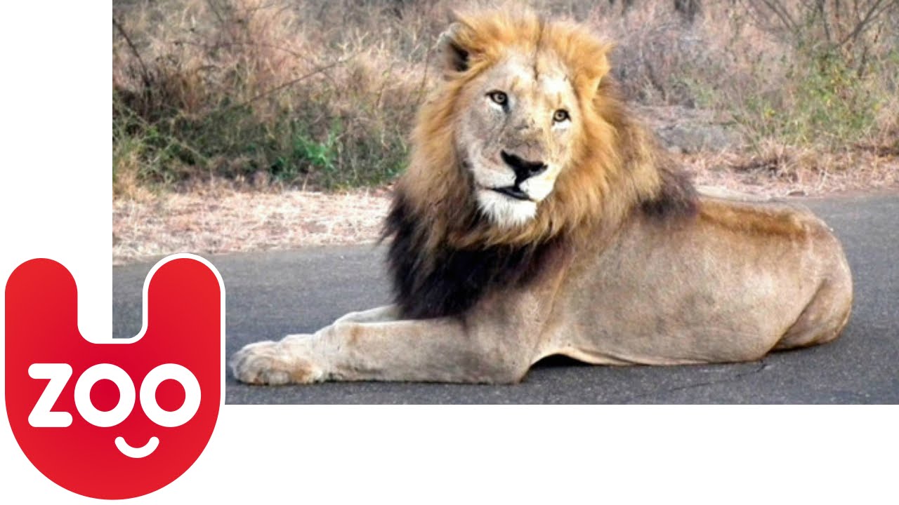 Understanding the Killing of Cecil the Lion - YouTube