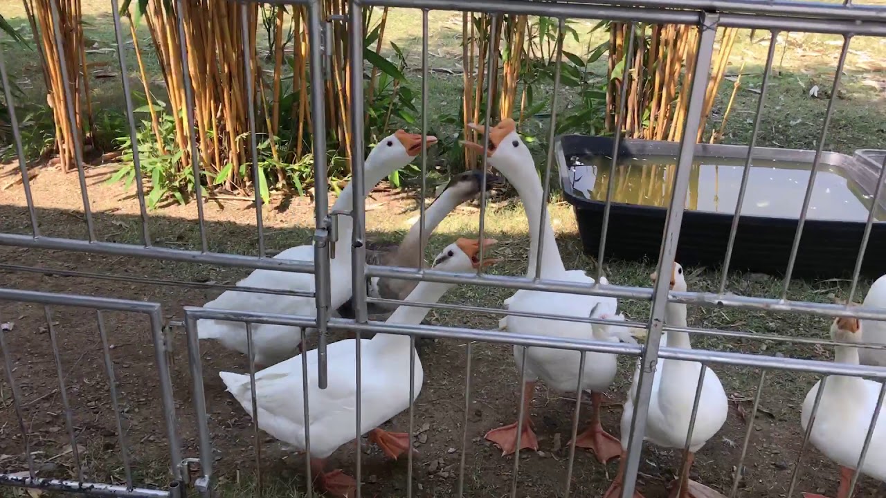 Goose sounds - YouTube