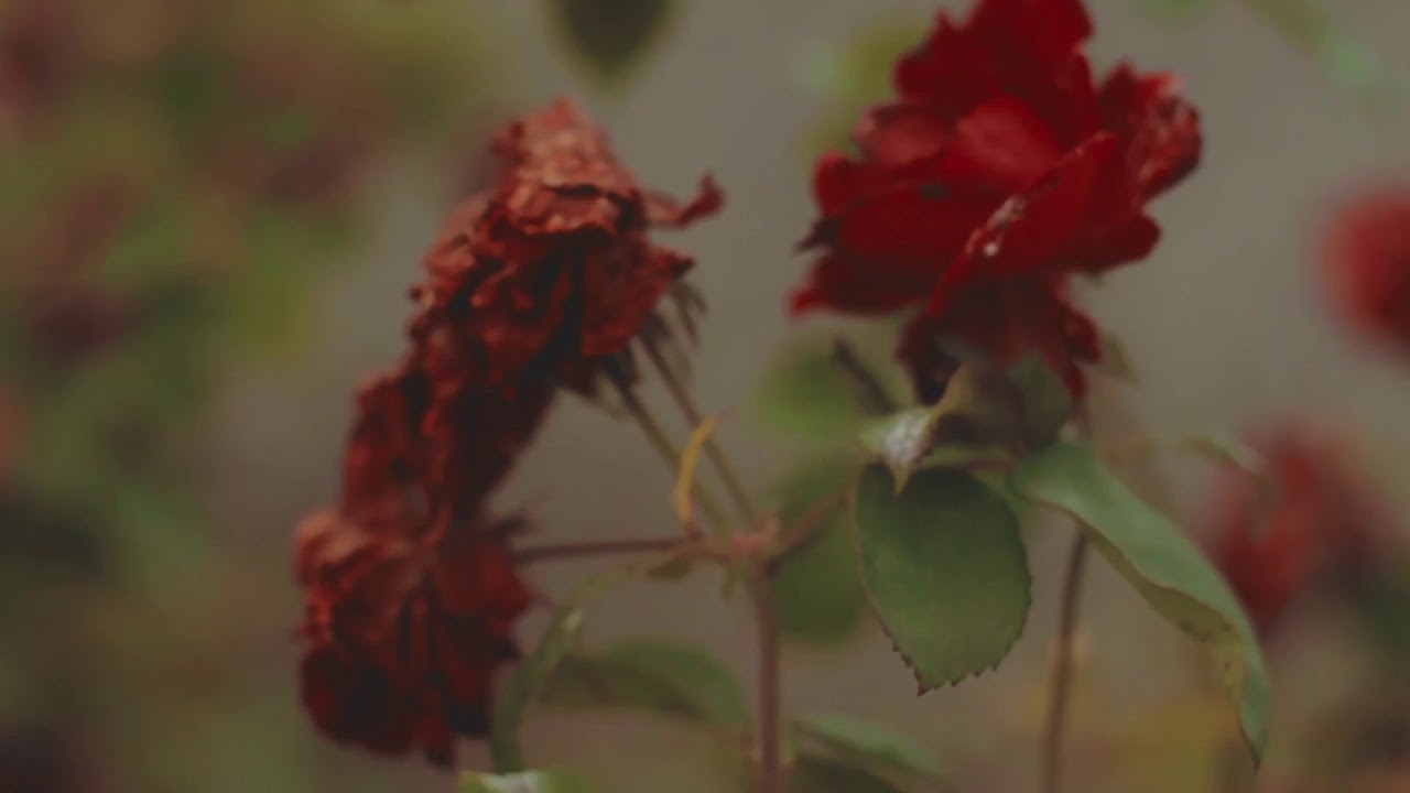 Fresh Time Roa - YouTube