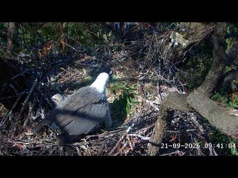 Sea-EagleCAM4 Live Stream