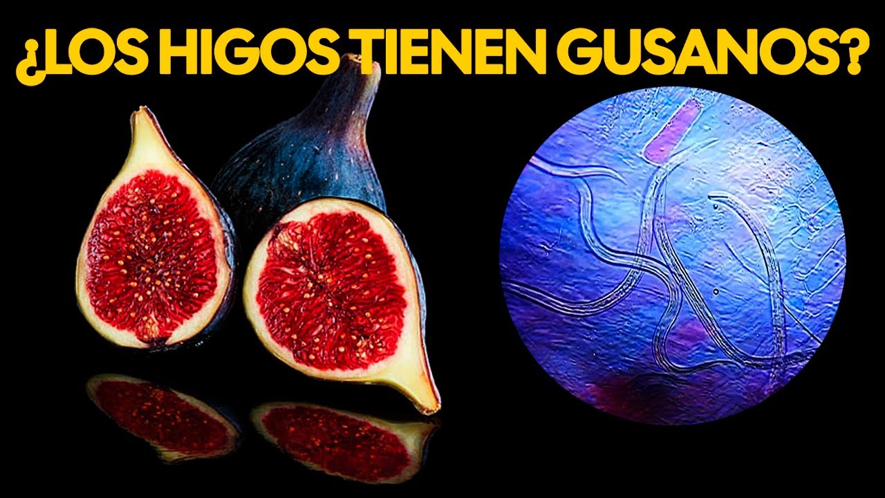 ¿Los HIGOS tienen GUSANO? | ¿Comemos AVISPAS MUERTAS? - YouTube