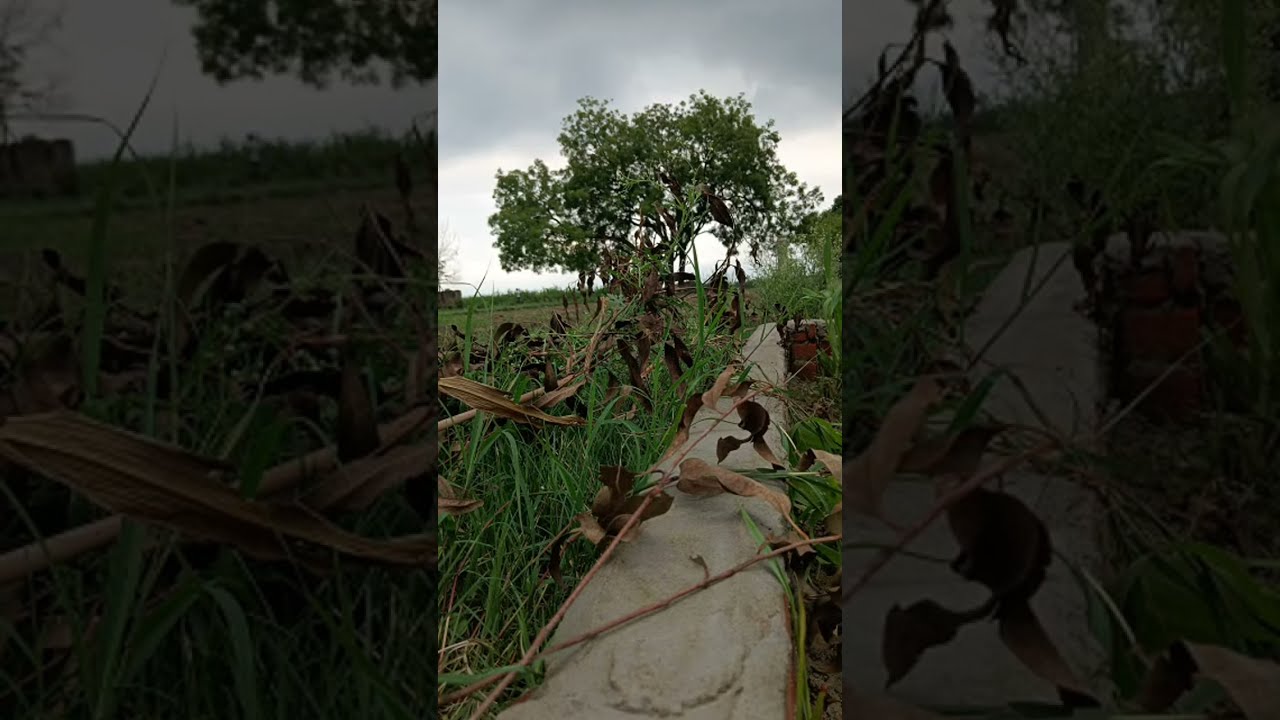 Gudiya Yadav ji 8081 - YouTube