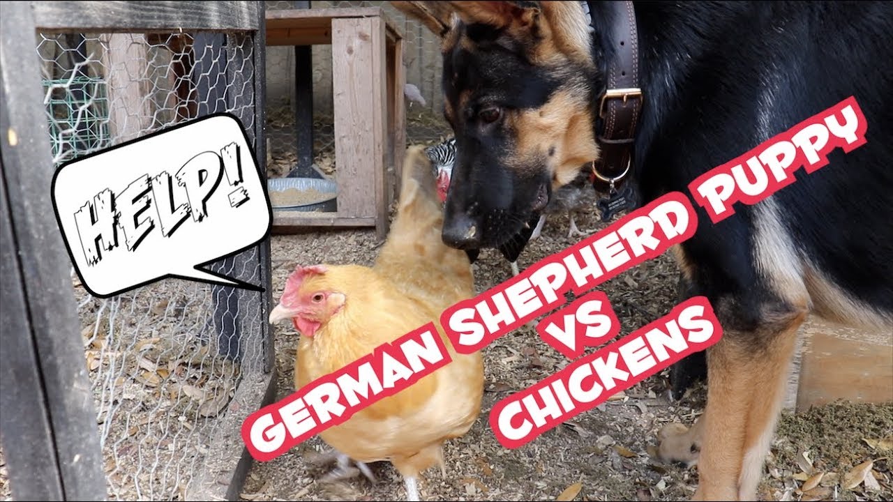 German Shepherd puppy meets chickens for the first time - YouTube