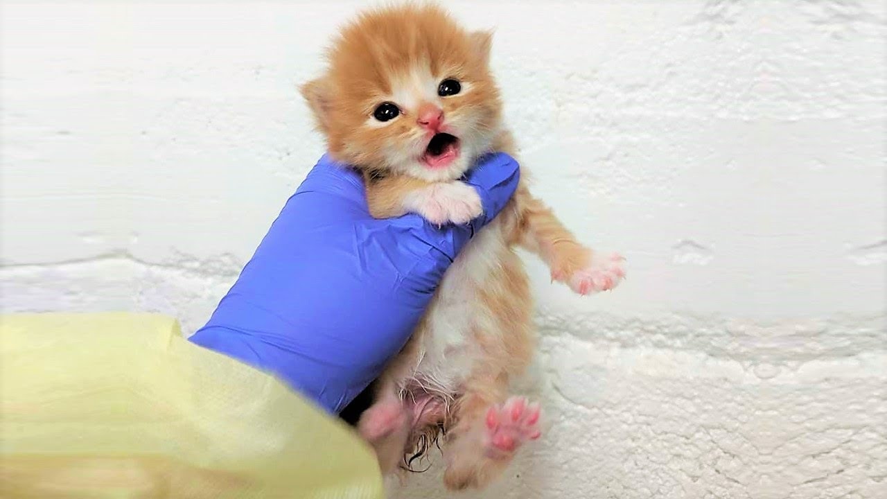 The tiny kitten is super cute and adorable - YouTube