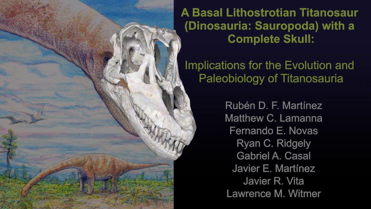 Sarmientosaurus skull & brain - titanosaurian sauropod from Argentina ...
